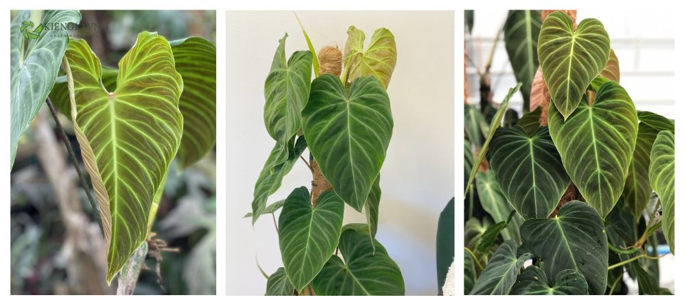Philodendron Splendid: Đặc Điểm, Giá Bán, Ý Nghĩa & Chăm Sóc